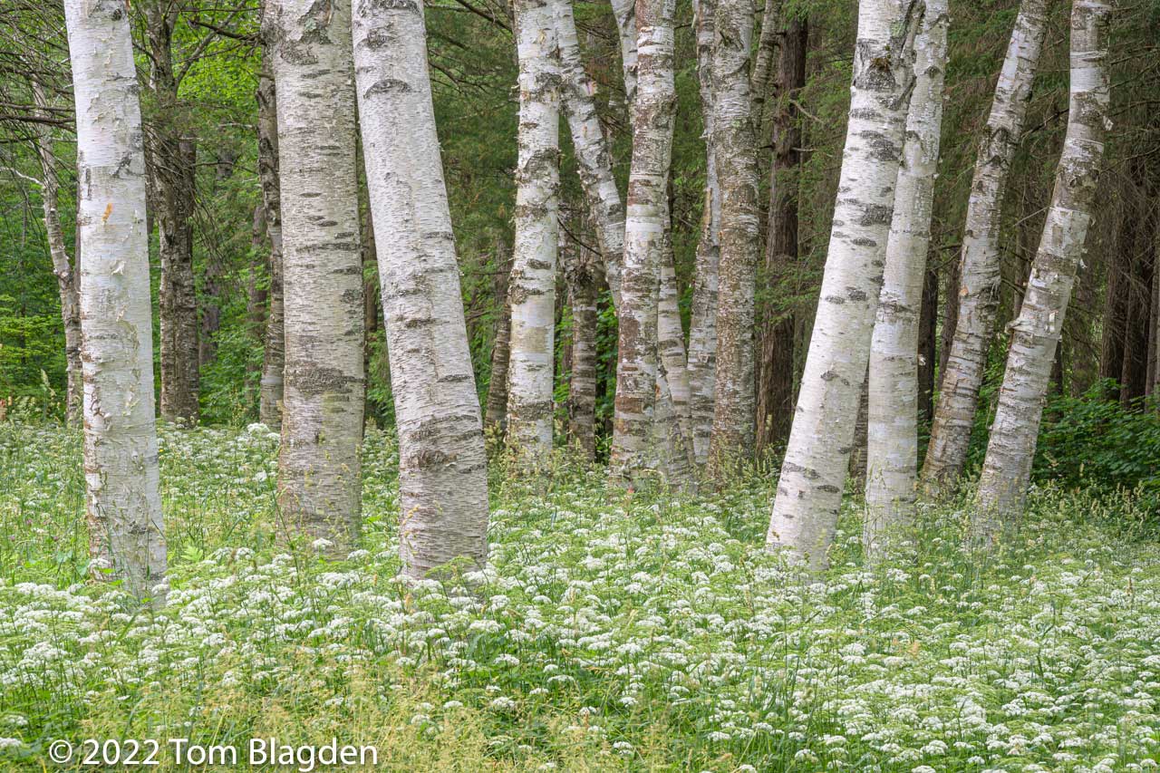 Newsletters and Press – Great Mountain Forest