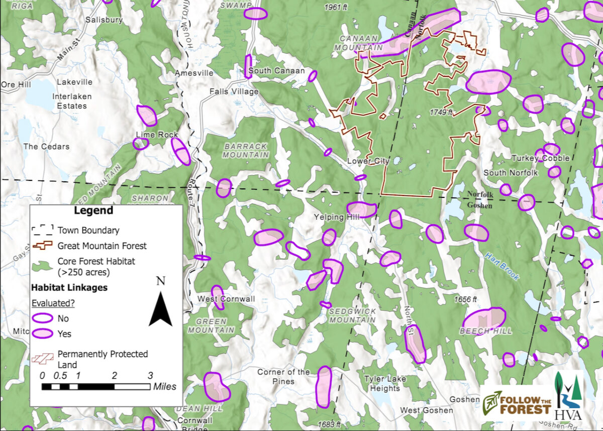 Following the Forest GMF Style – Great Mountain Forest
